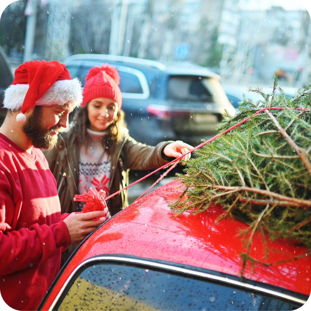 Caring for a Live Christmas Tree: Tips, Safety, and Timing| Tree Buddees